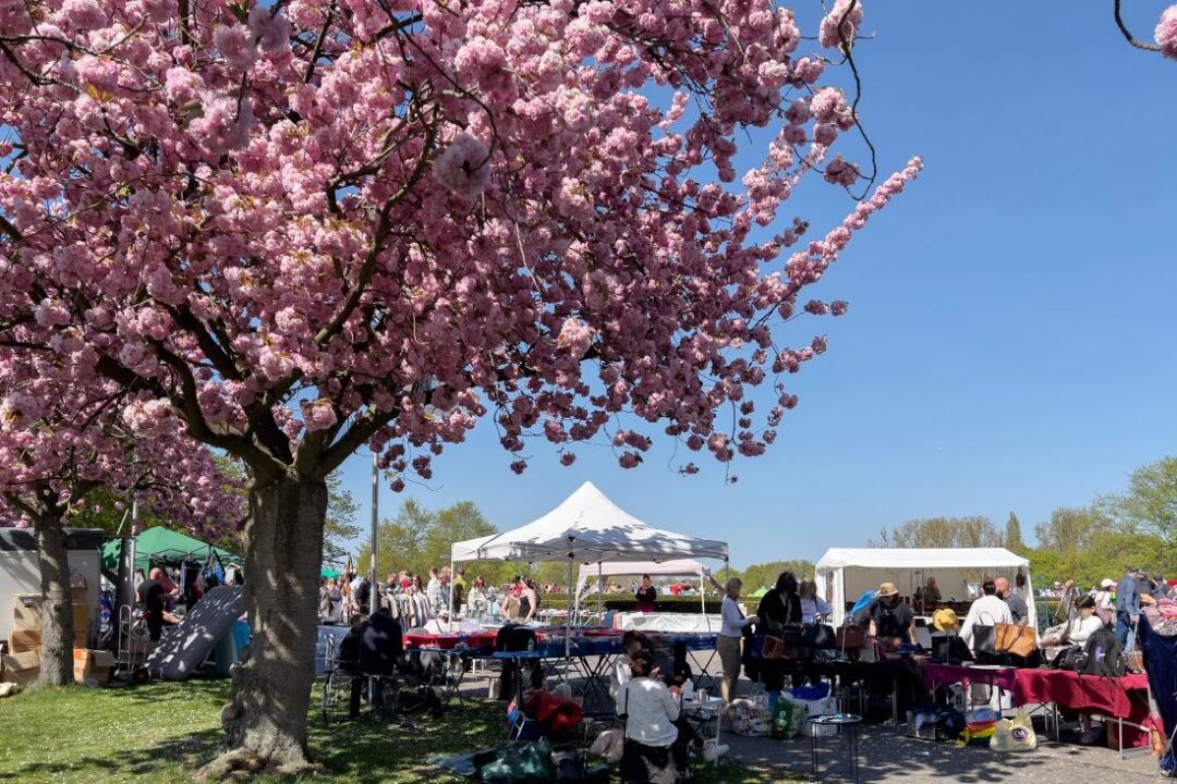 Flohmarkt Bonn Rheinaue 2025: Termine, Tipps und Fotos