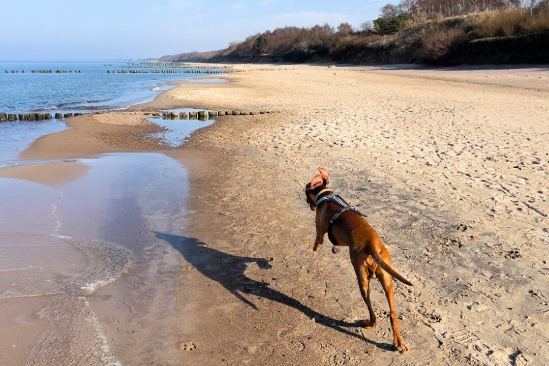 Wunderschone Ferienhaus Kolberg Mit Hund Bild